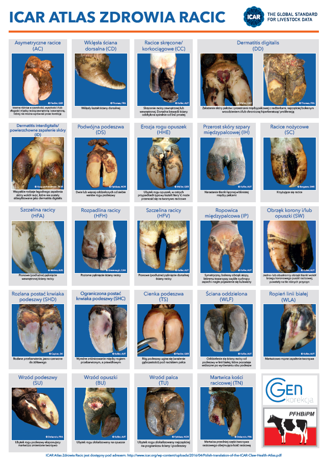 Poznaj choroby racic z "ICAR Atlas Zdrowia Racic" – Centrum Genetyczne