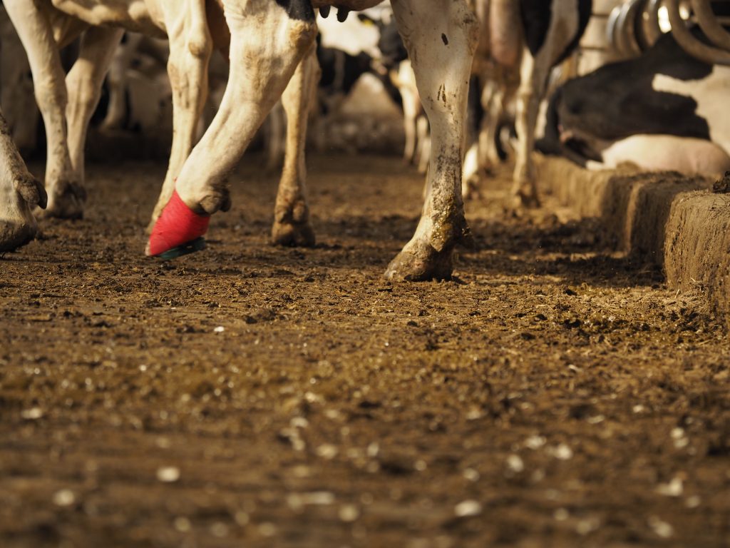 Czy wiesz jak wygląda zdrowotność racic w Twoim stadzie? – Centrum ...